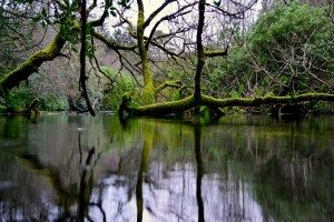 Things To Do & See - Killarney